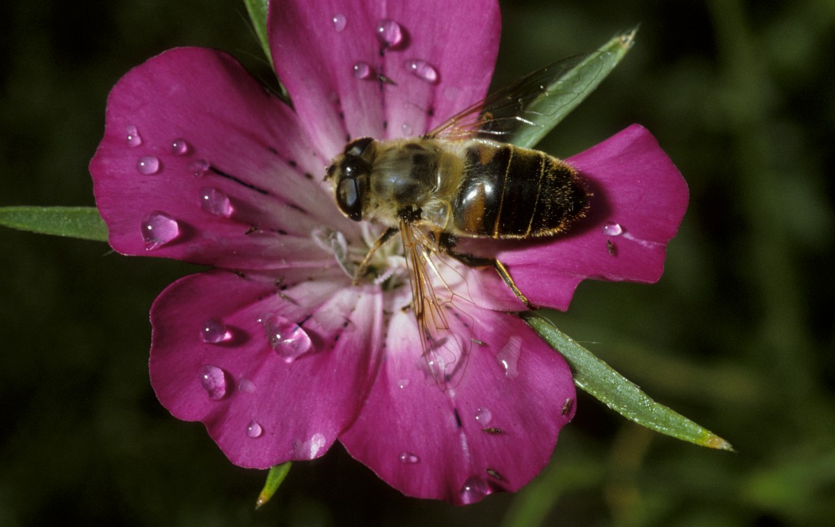 Eristalis tenax