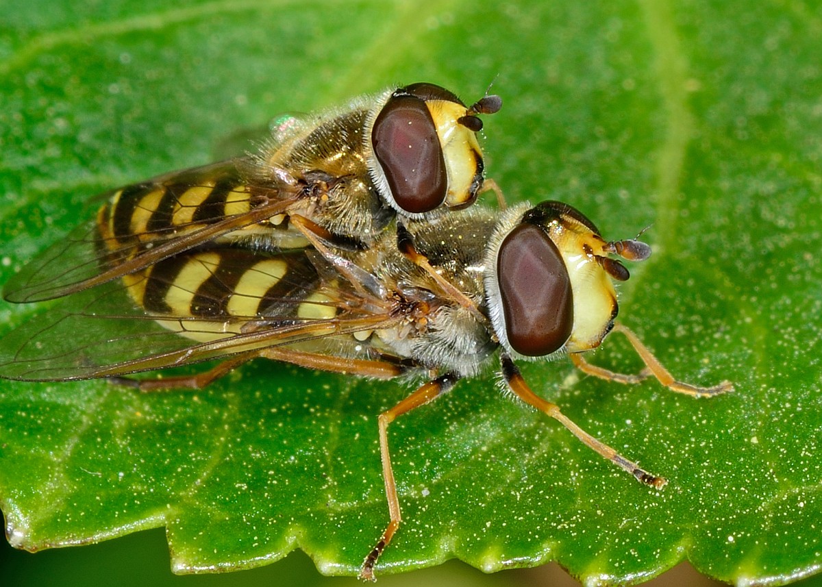 Eupeodes corollae