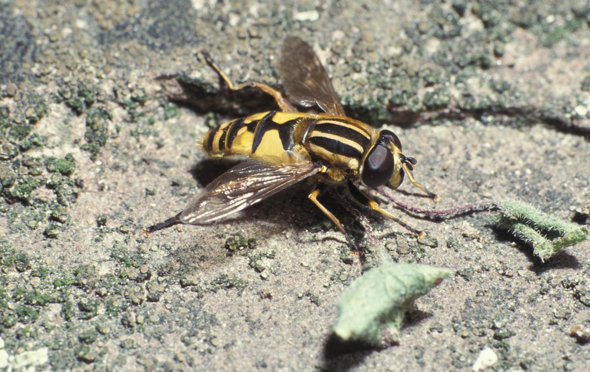 Helophilus pendulus