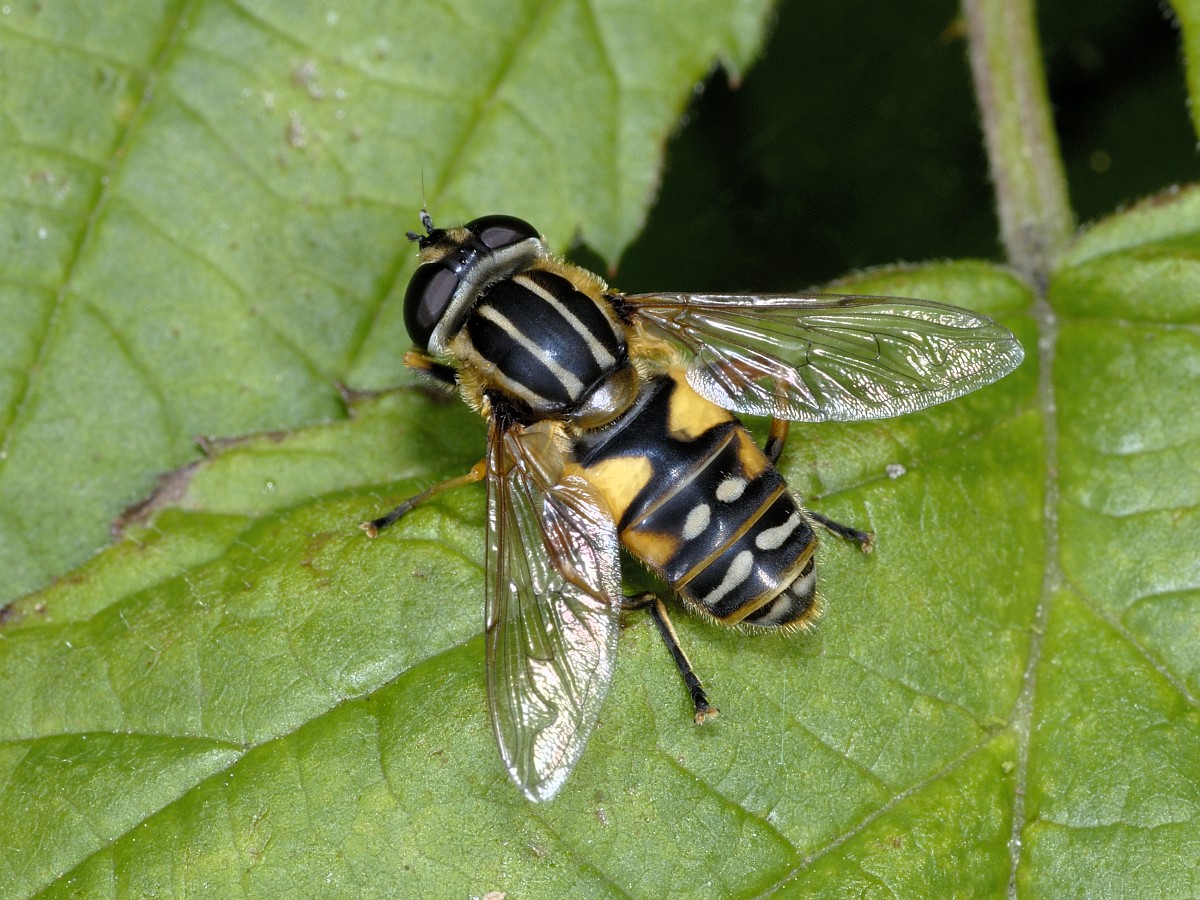 Helophilus pendulus