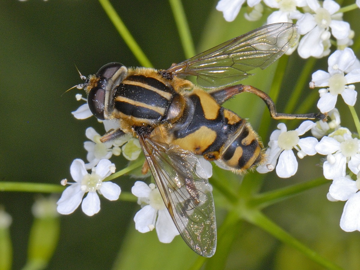 Helophilus pendulus