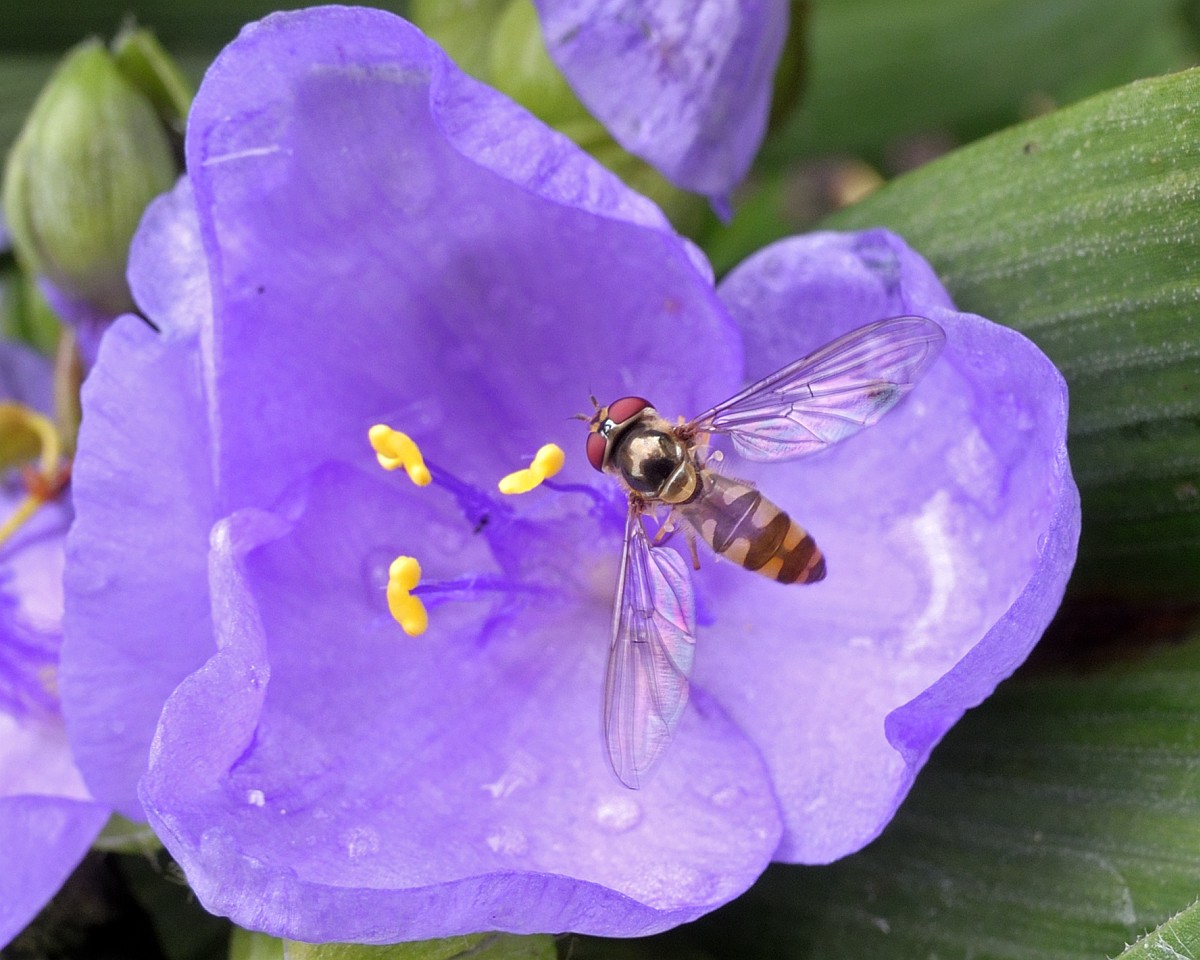Meliscaeva auricollis