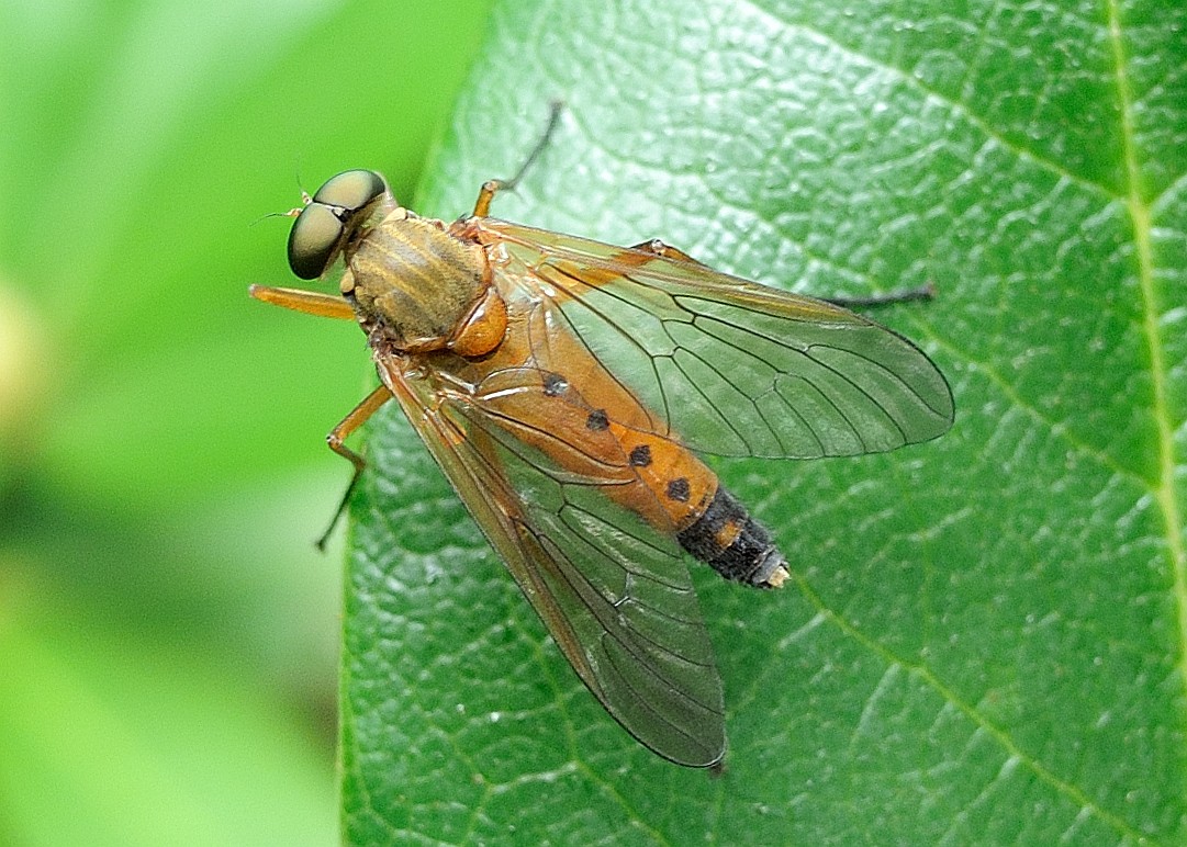 Rhagio tringarius