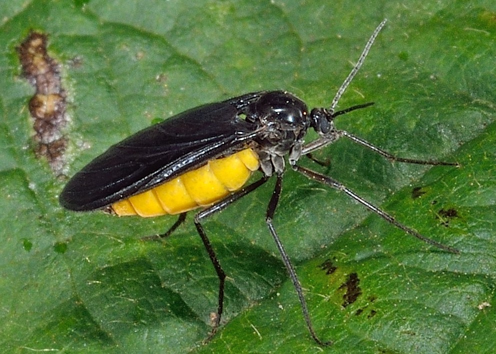 Sciaridae sp