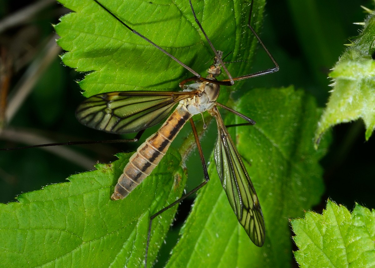 Tipula vernalis