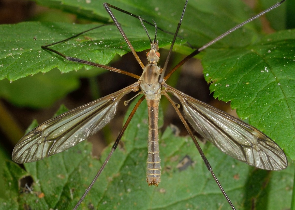 Tipula vernalis