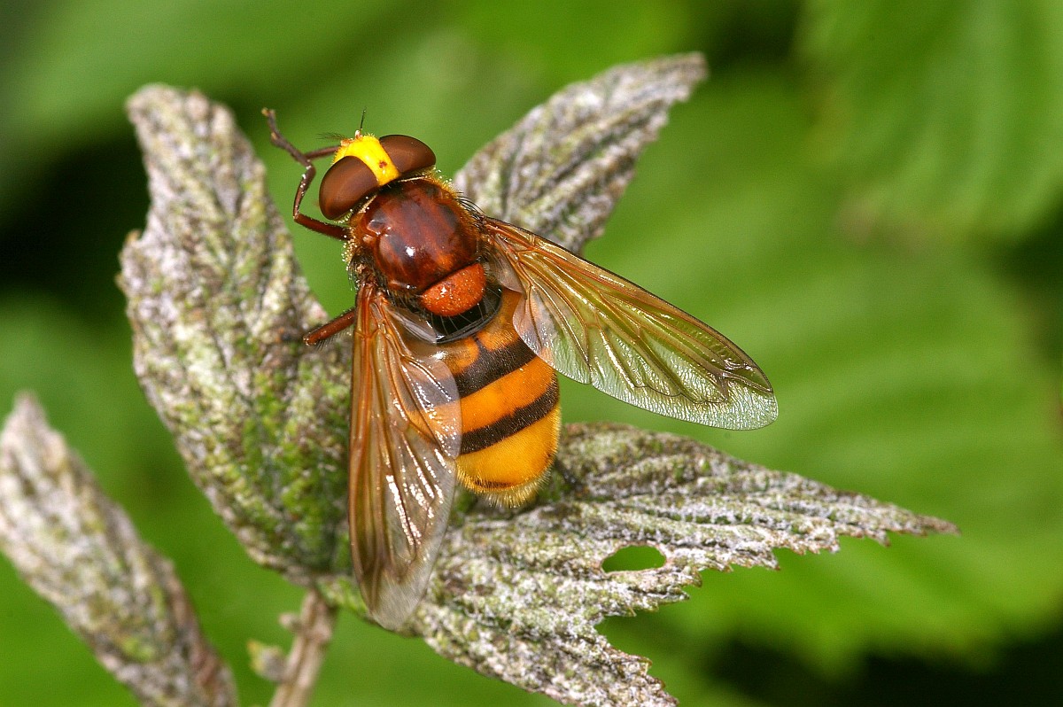 Volucella zonaria