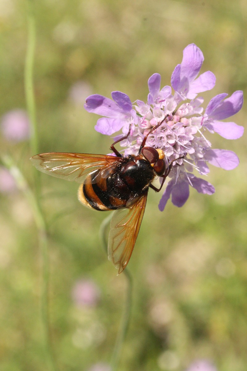 Volucella zonaria