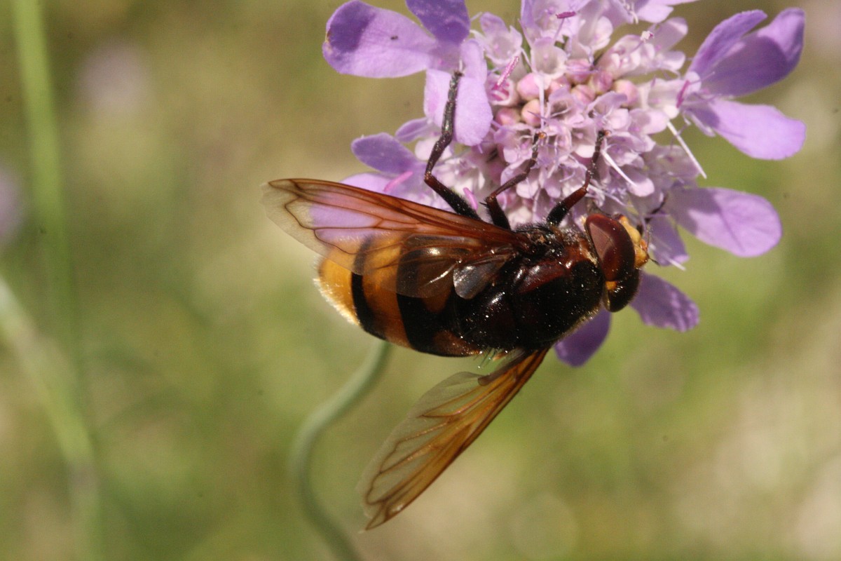 Volucella zonaria