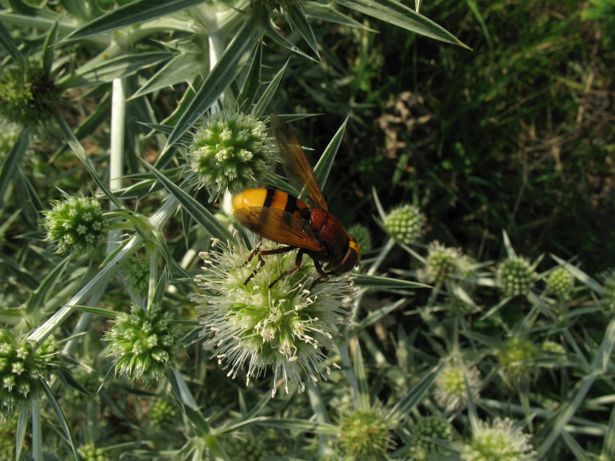 Volucella zonaria