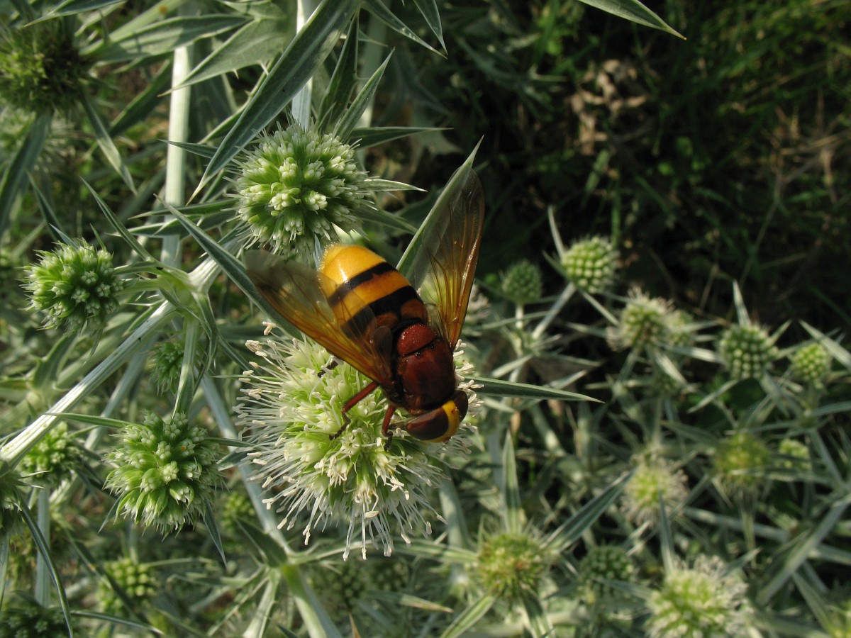 Volucella zonaria
