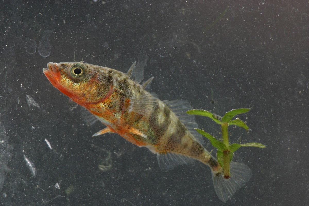 Gasterosteus aculeatus, Three-spined Stickleback