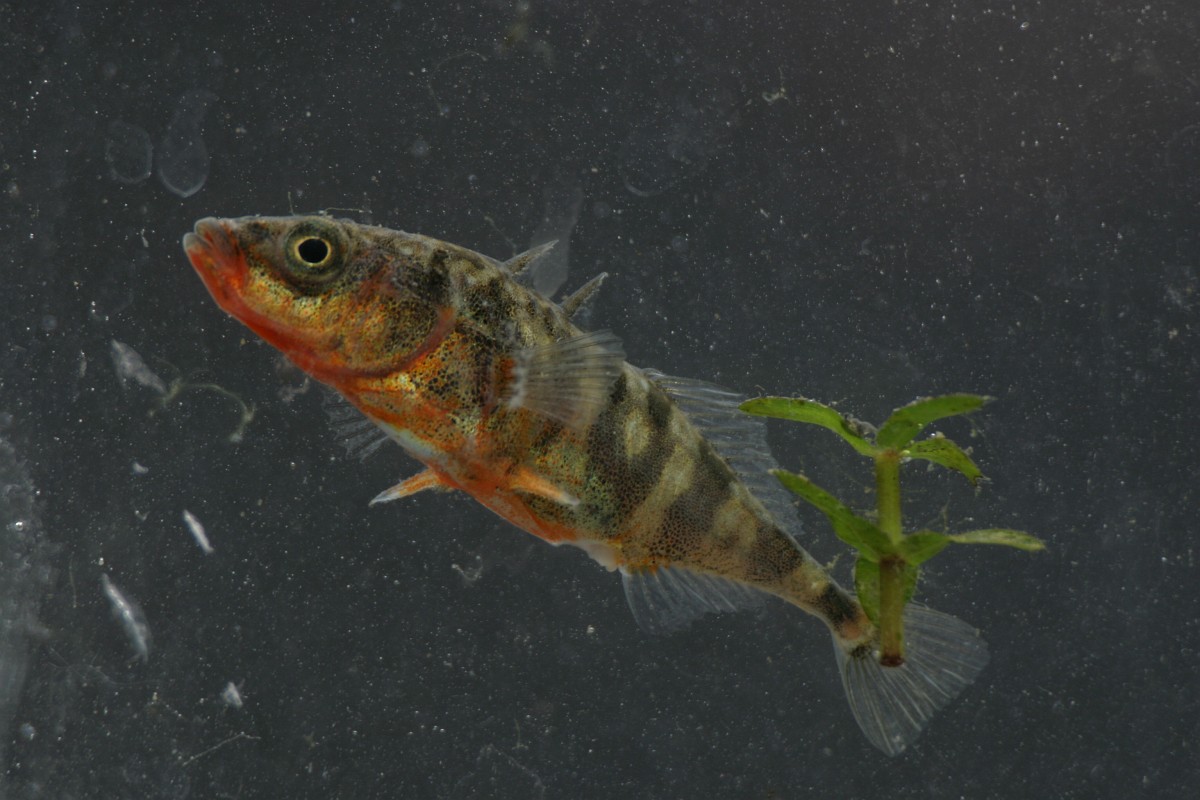Gasterosteus aculeatus, Three-spined Stickleback