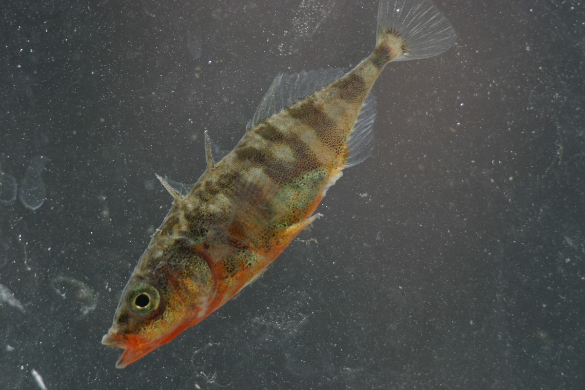 Gasterosteus aculeatus, Three-spined Stickleback