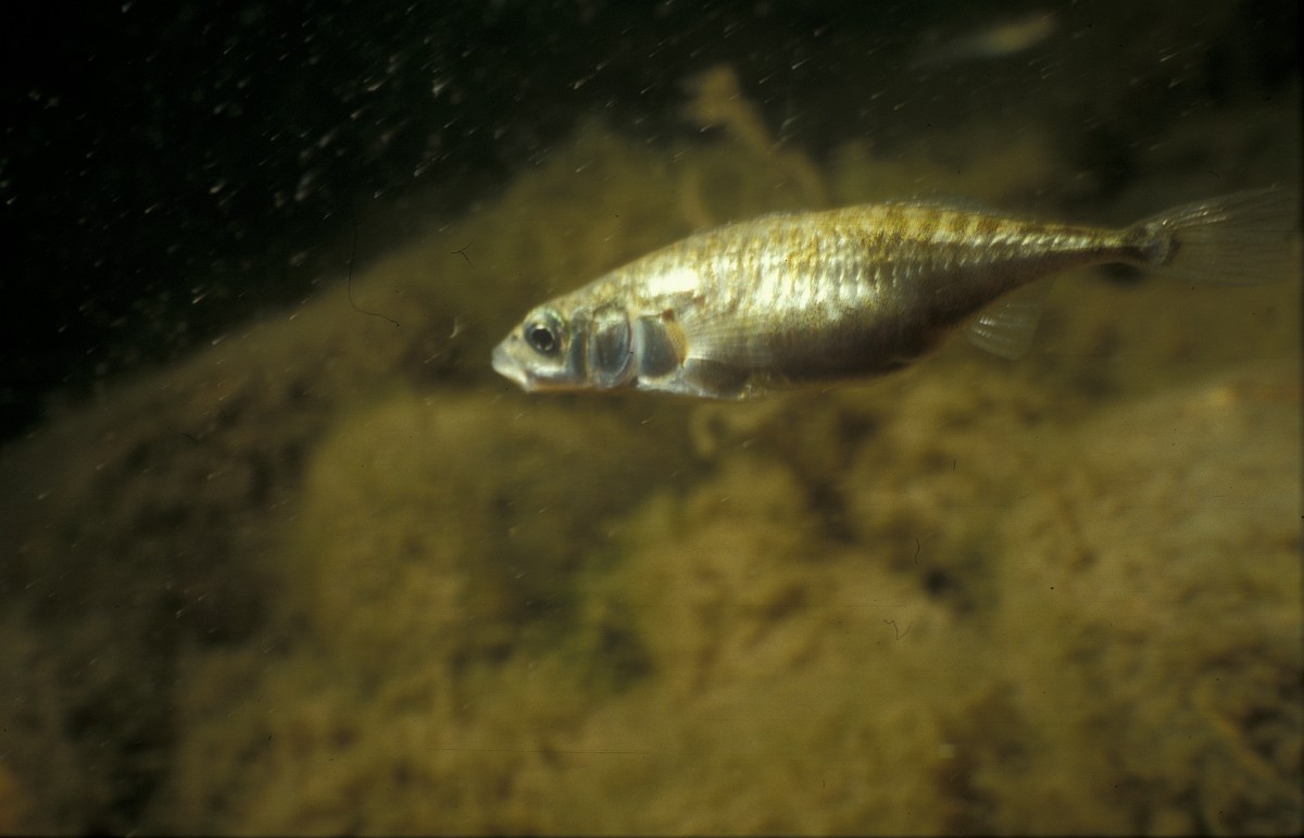 Gasterosteus aculeatus, Three-spined Stickleback
