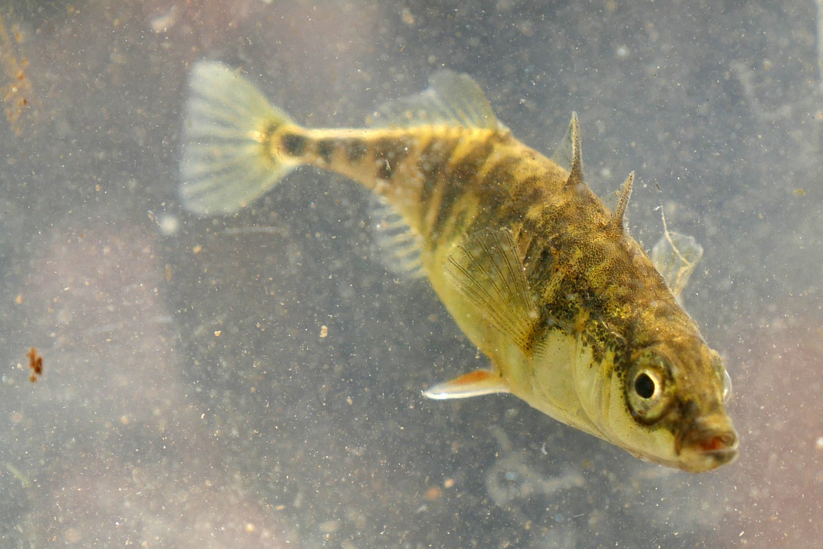Gasterosteus aculeatus, Three-spined Stickleback