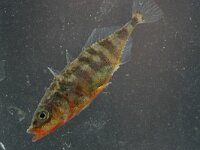 Gasterosteus aculeatus, Three-spined Stickleback