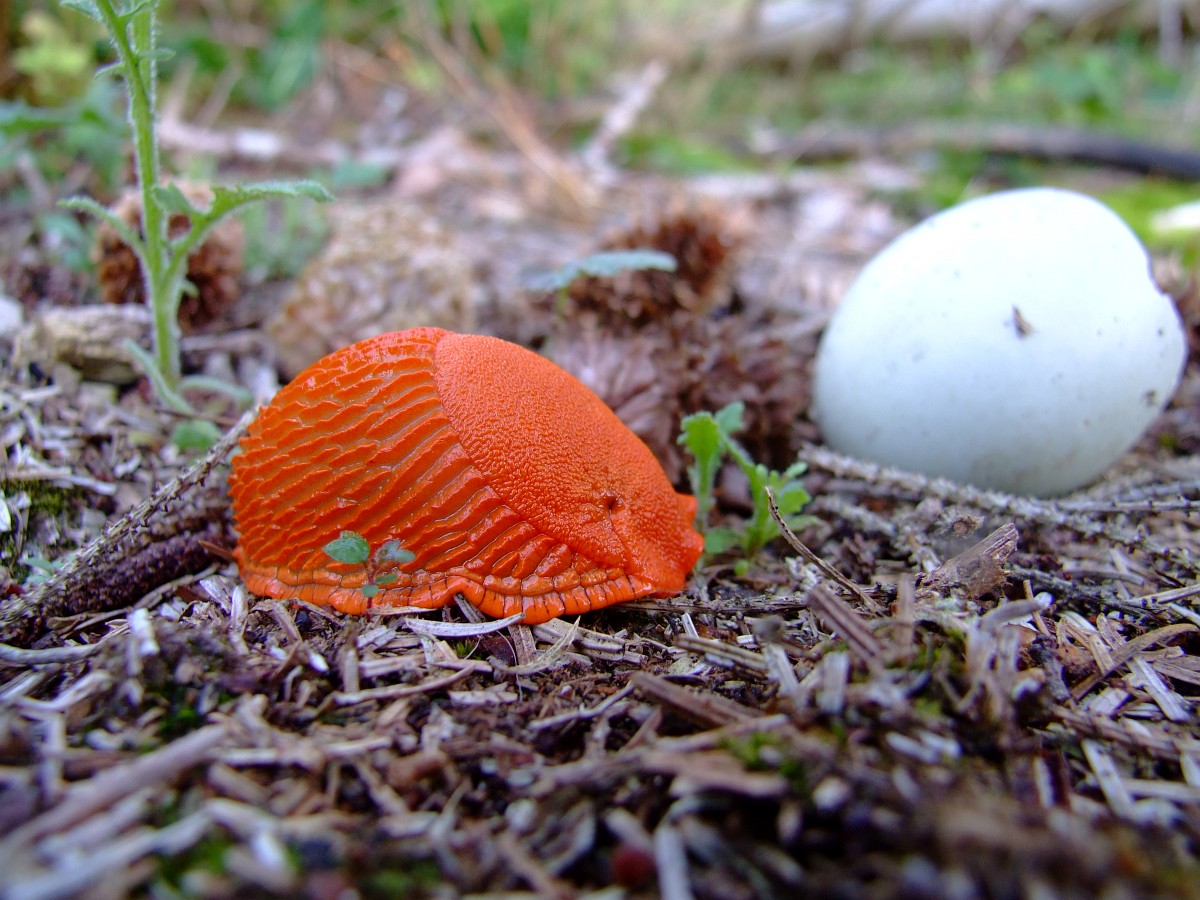 Arion rufus, European Red Slug