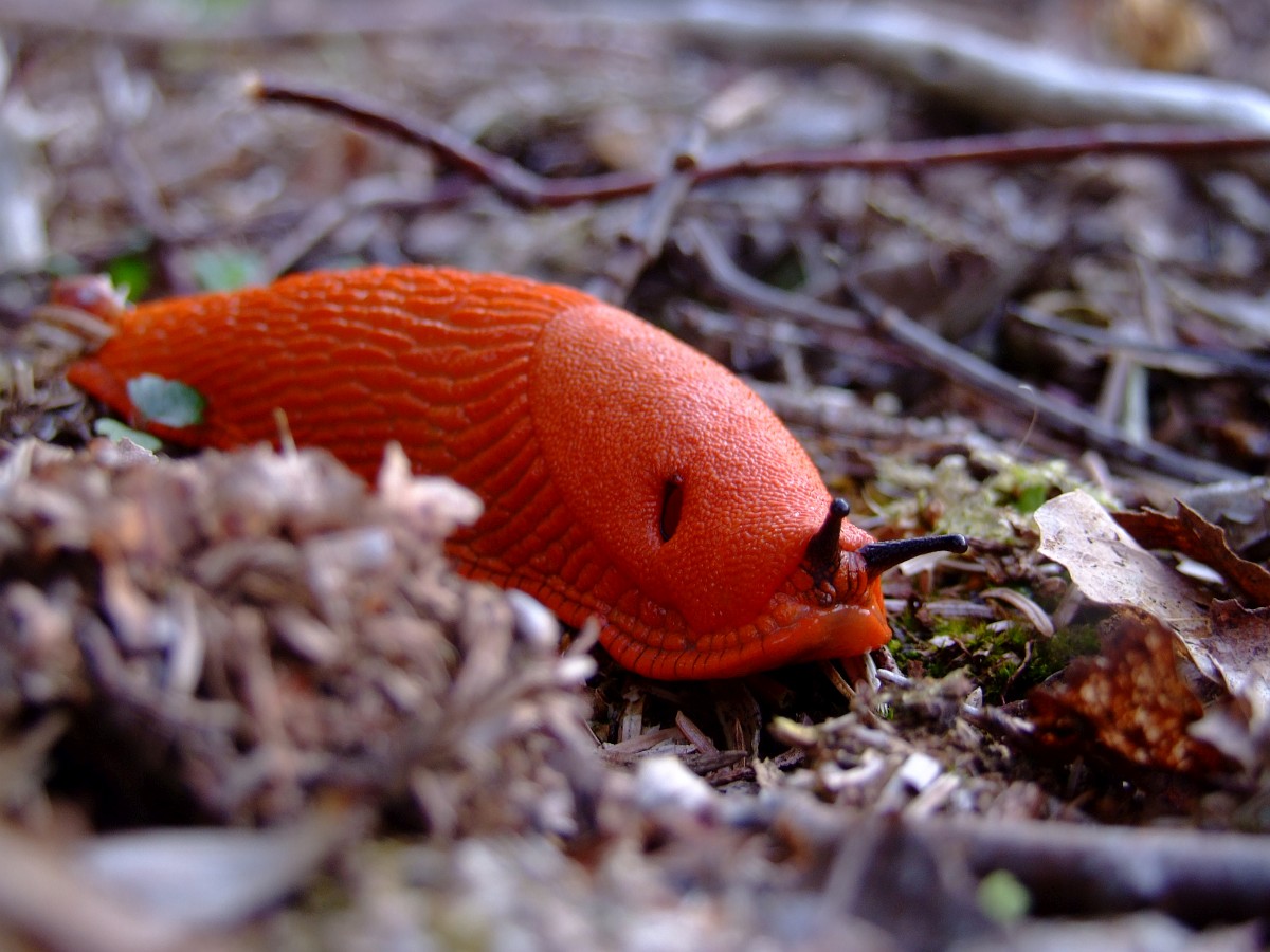 Arion rufus, European Red Slug