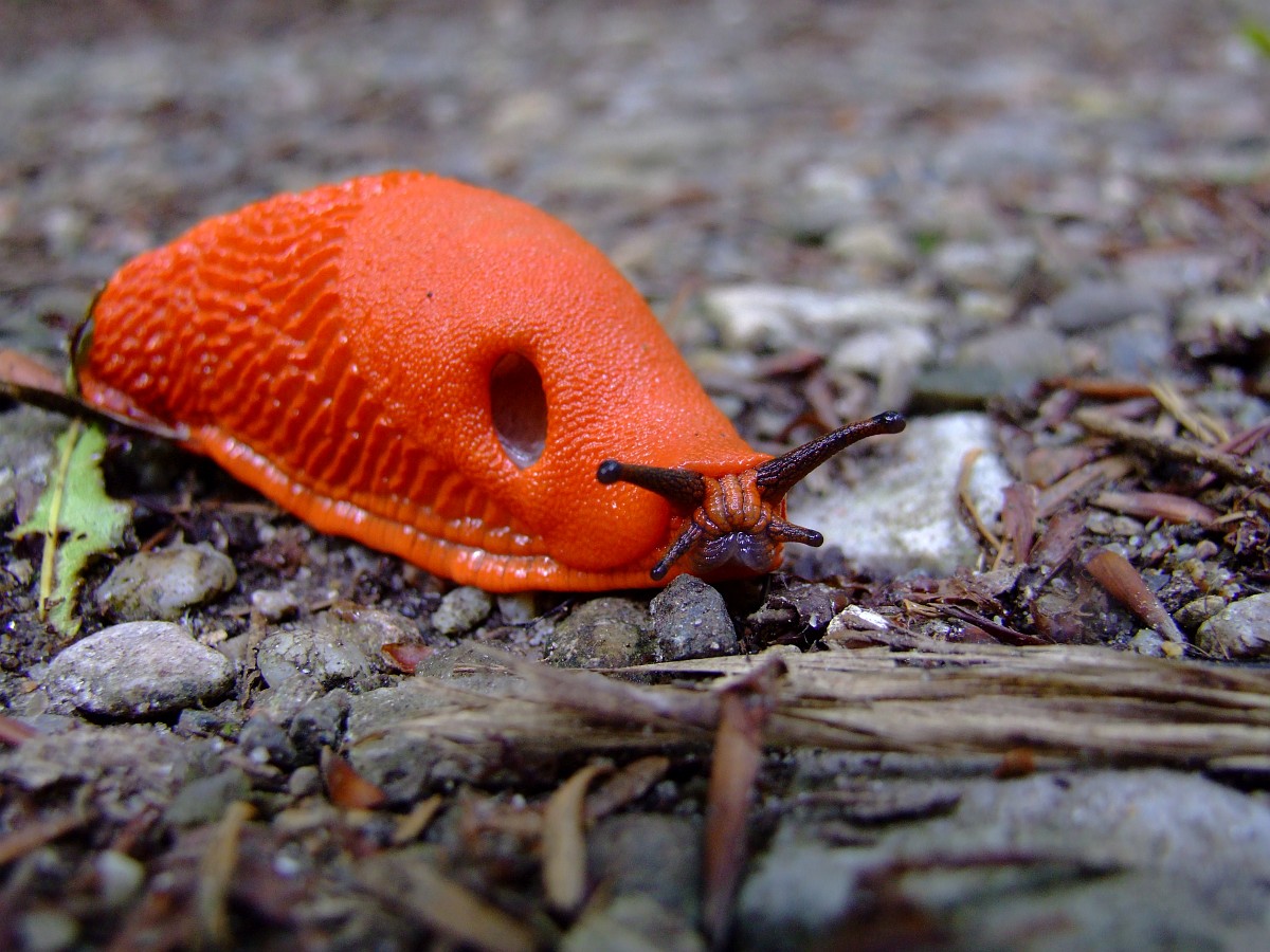 Arion rufus, European Red Slug