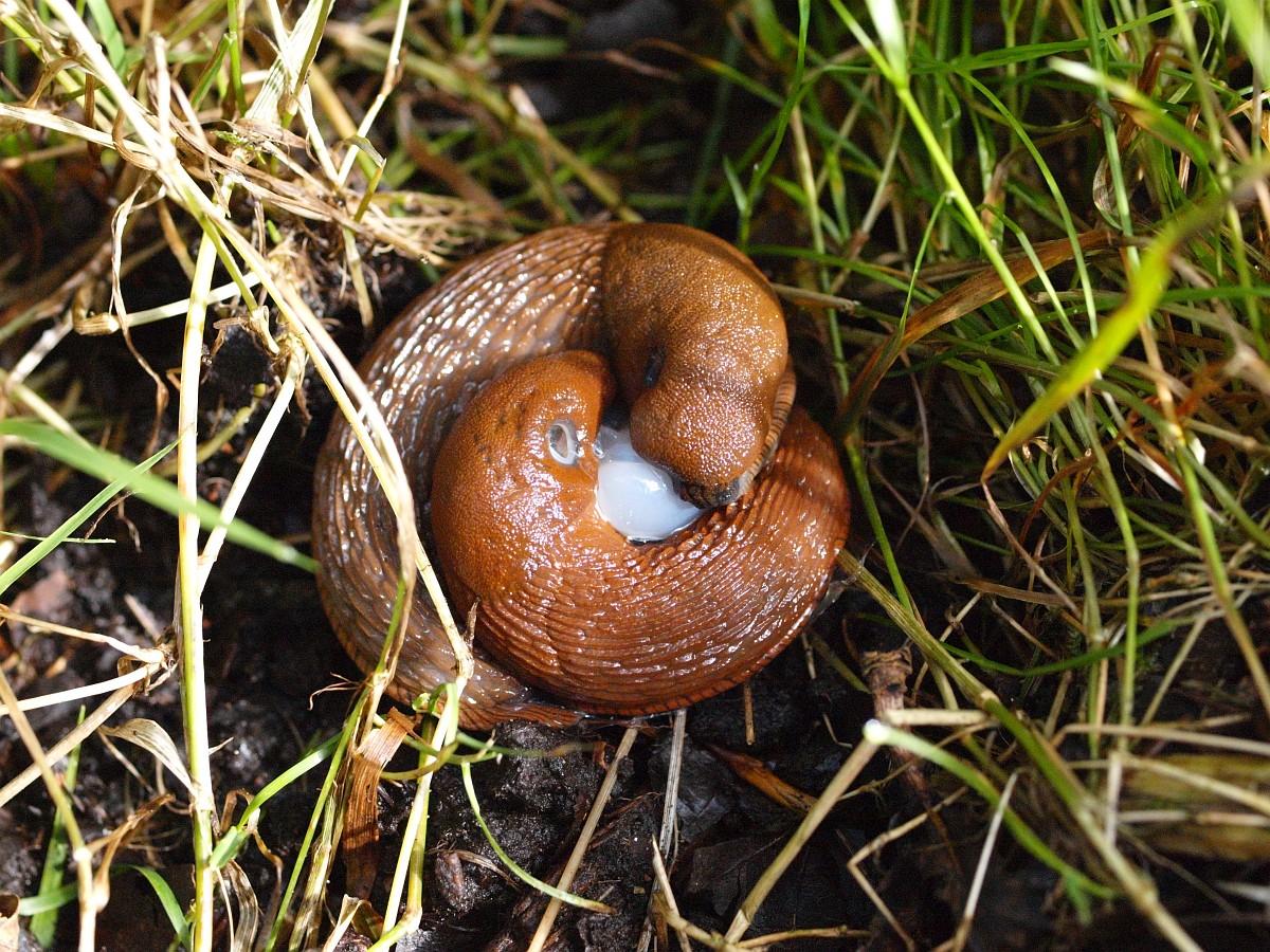 Arion rufus, European Red Slug