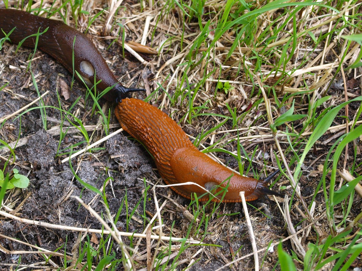 Arion rufus, European Red Slug