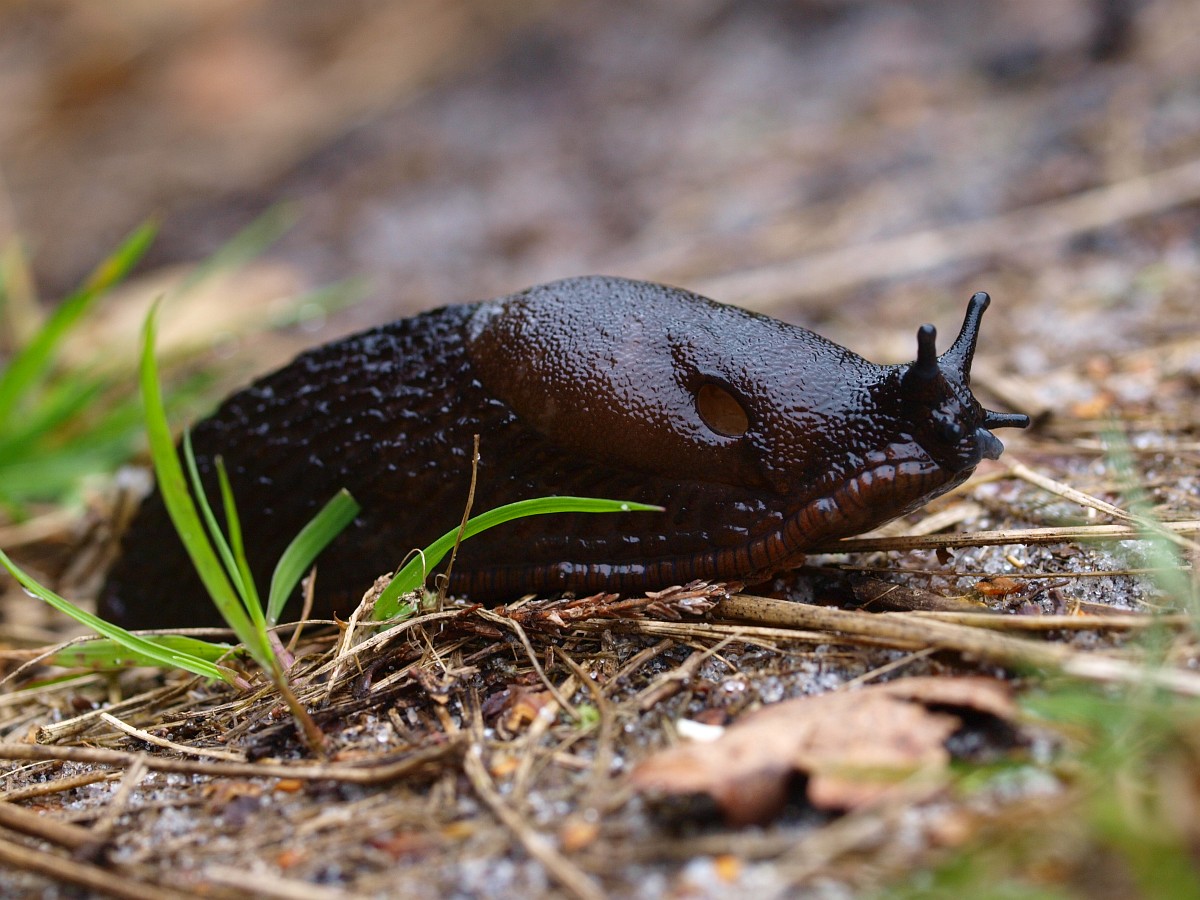 Arion rufus, European Red Slug