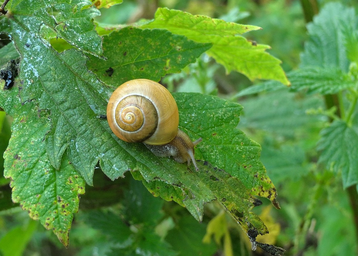 Cepaea hortensis