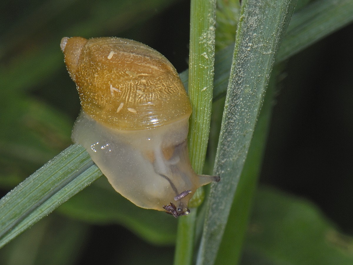 Succinea putris, Amber Snail