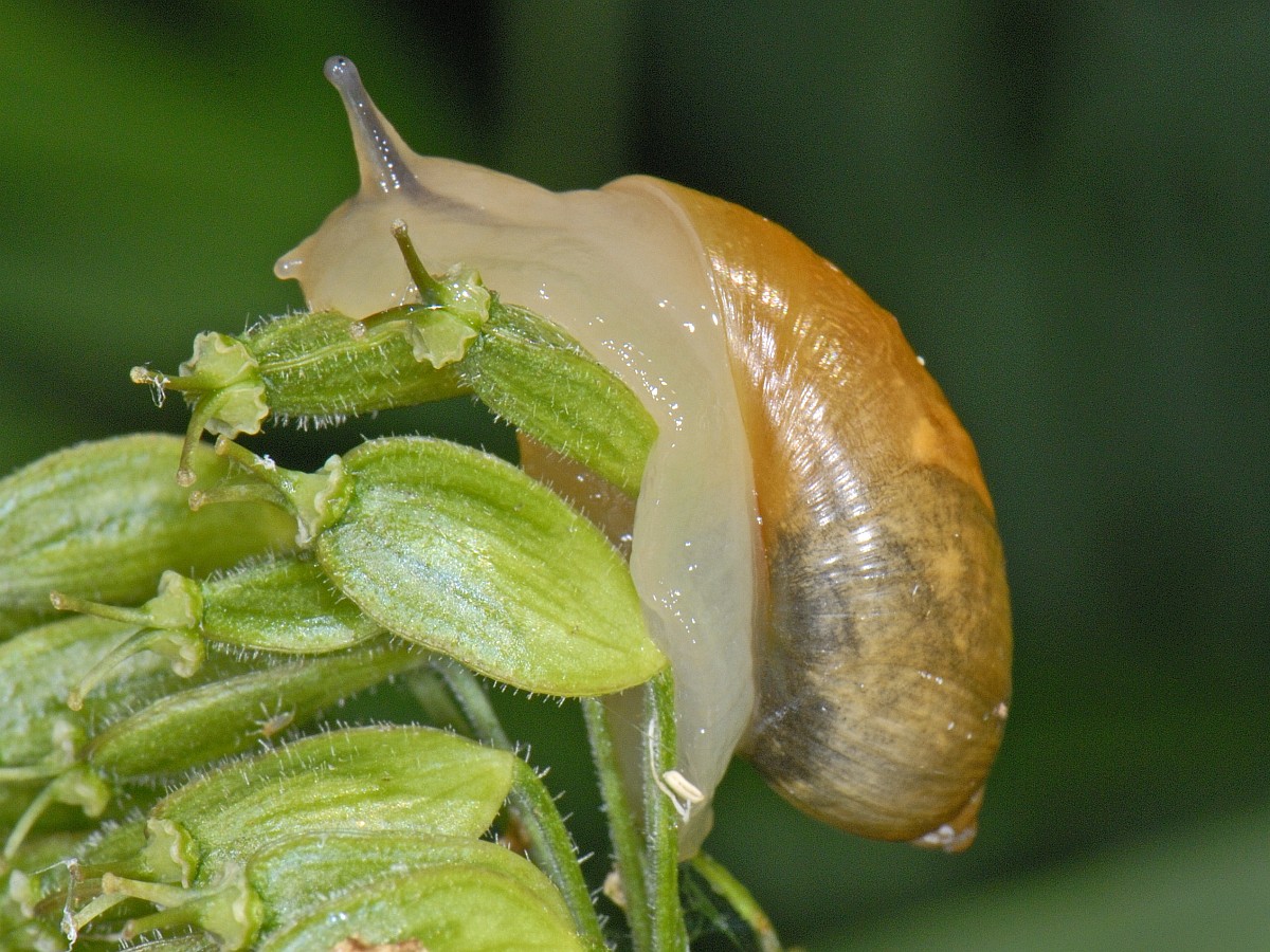 Succinea putris, Amber Snail