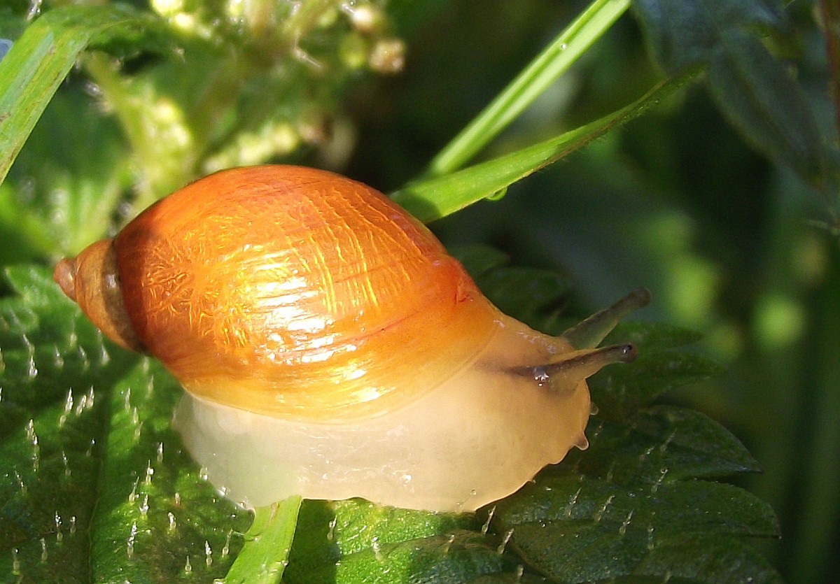 Succinea putris, Amber Snail
