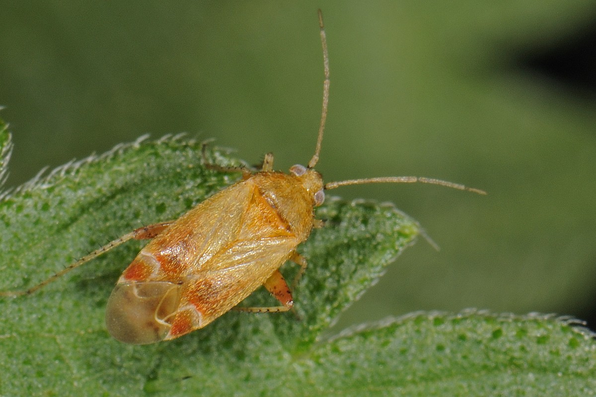 Do you know the exact ID of this Psallus sp.? Found last week in my ...