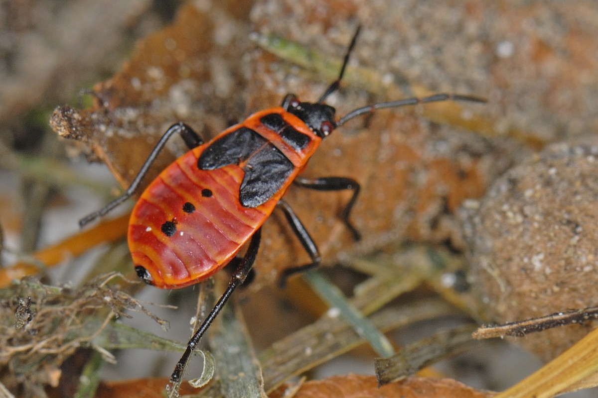 Pyrrhocoris apterus, Fire Bug
