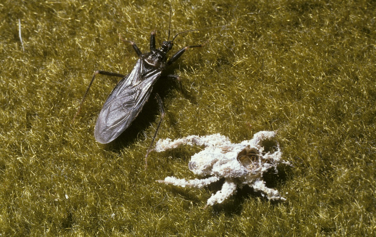 Reduvius personatus, Masked hunter