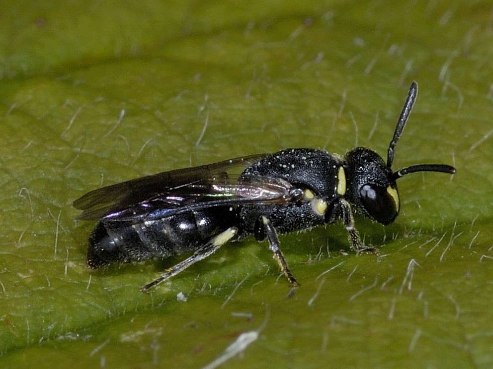 Hylaeus sp