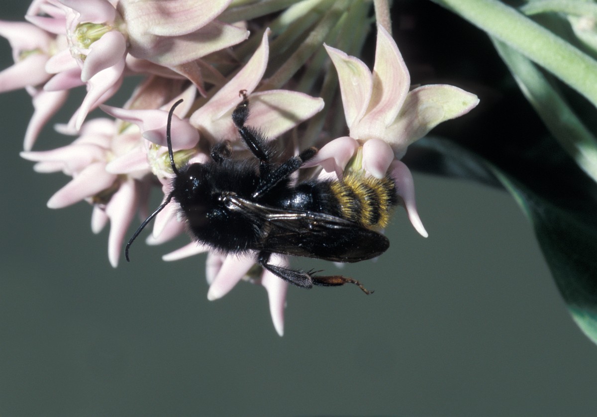 Bombus campestris, Field Cuckoo Bee