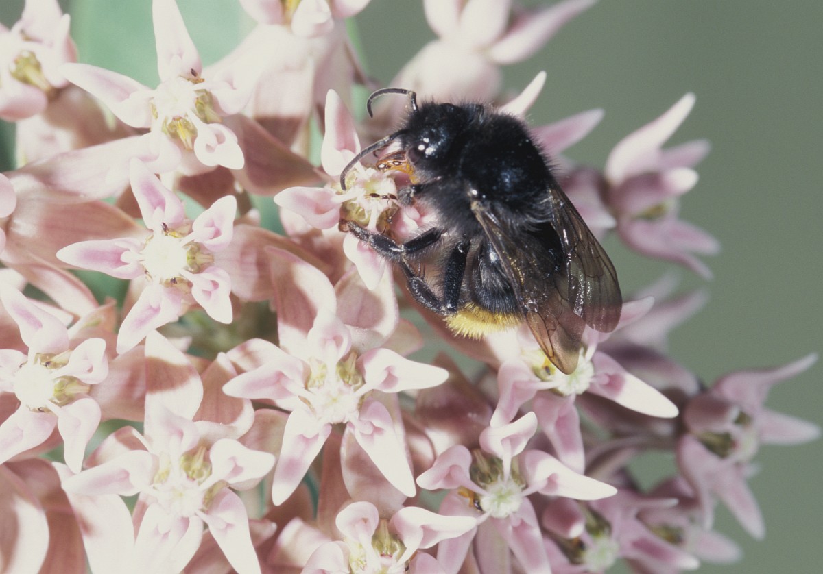 Bombus campestris, Field Cuckoo Bee
