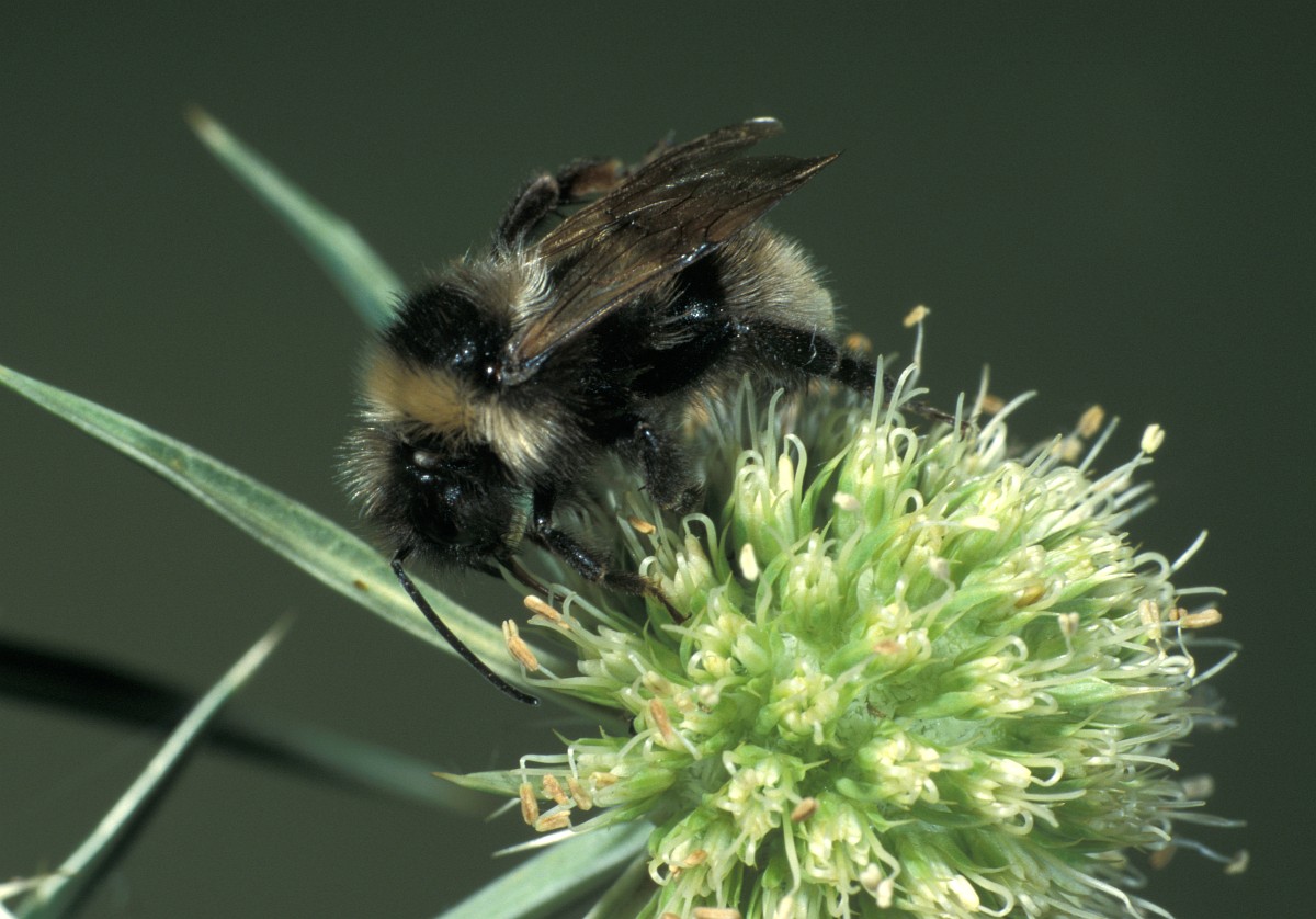 Bombus campestris, Field Cuckoo Bee