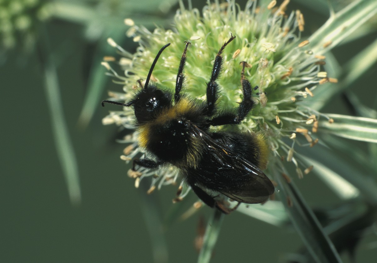 Bombus campestris, Field Cuckoo Bee