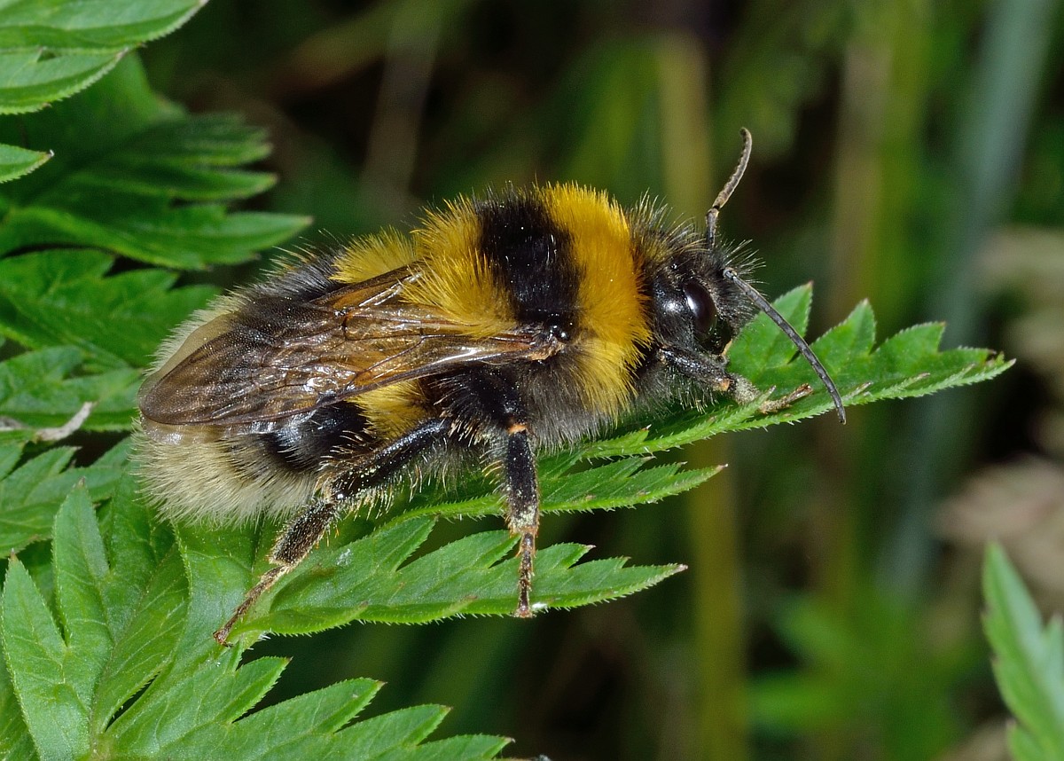 Bombus hortorum, Small Garden Bumblebee