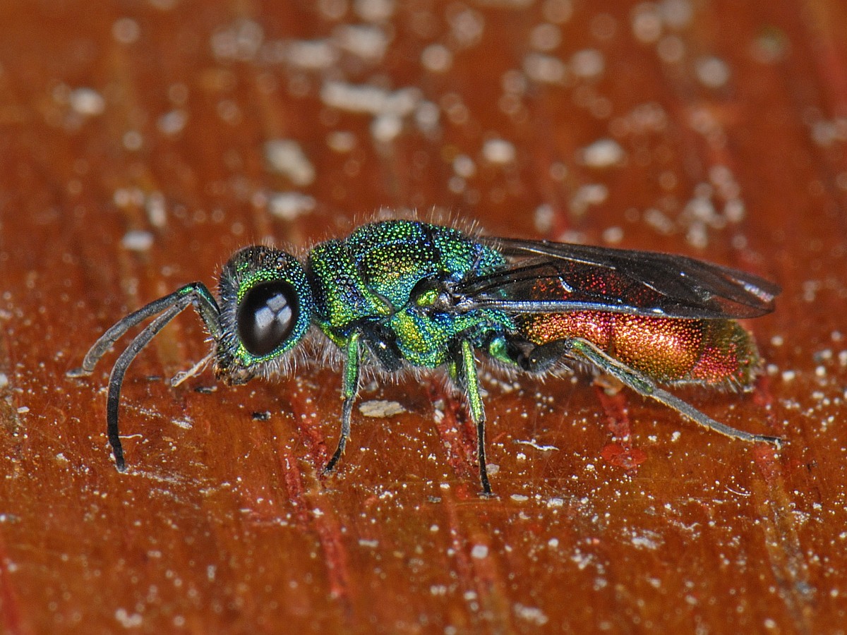 Chrysis ignita, Ruby-tailed wasp
