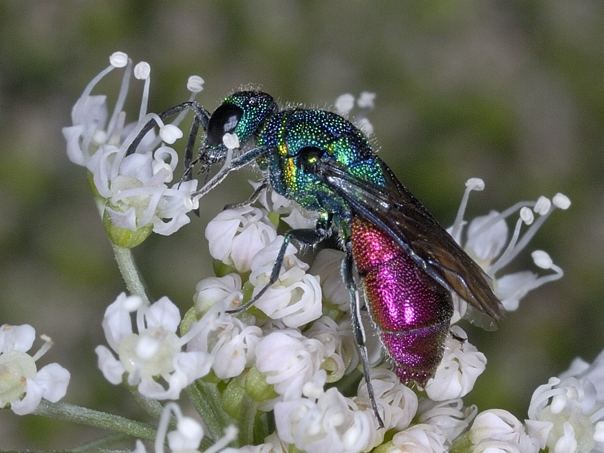 Chrysis ignita, Ruby-tailed wasp