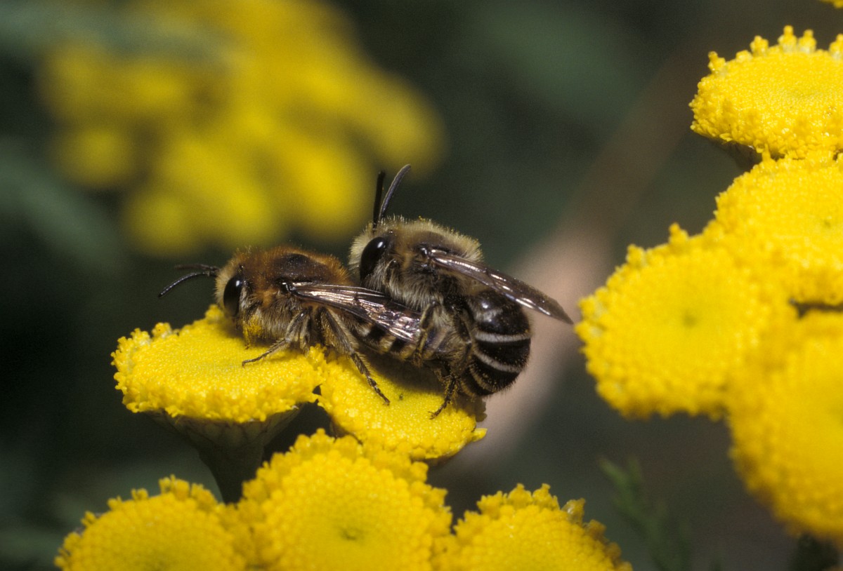 Colletes daviesanus, Davies' Colletes