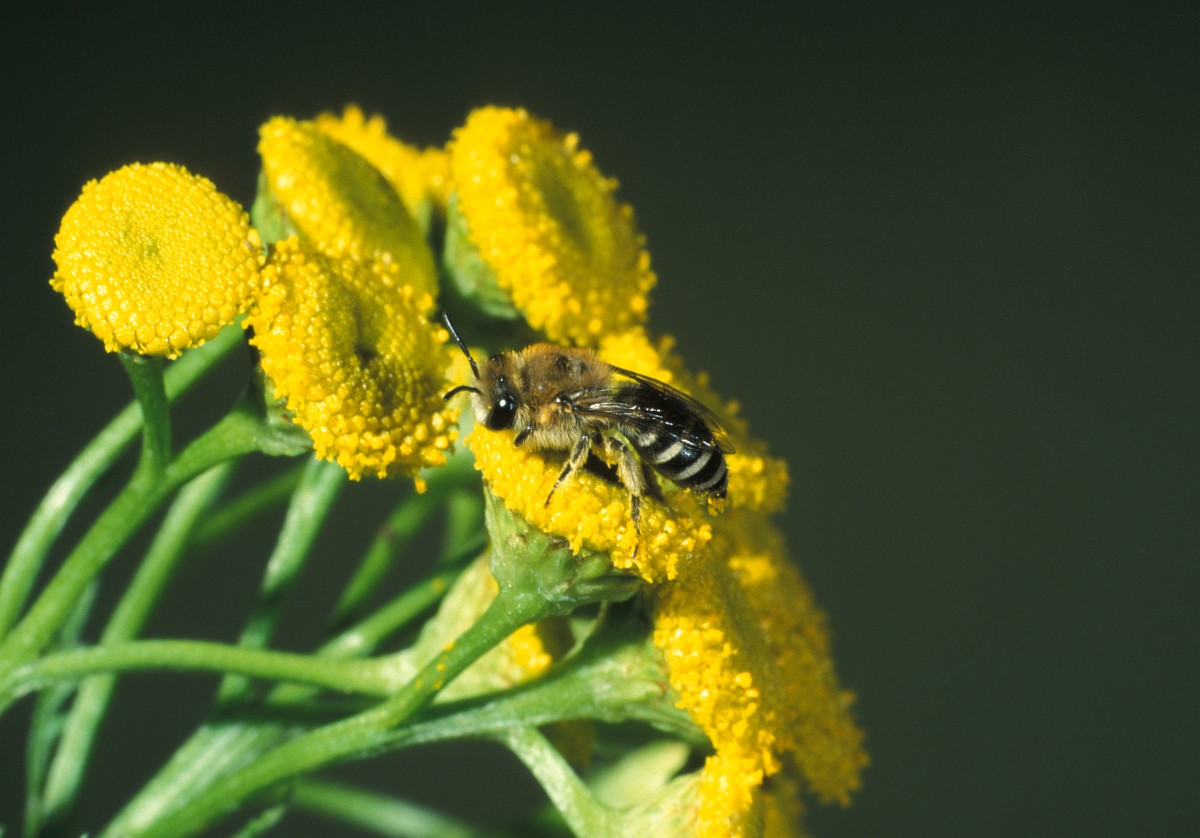 Colletes daviesanus, Davies' Colletes