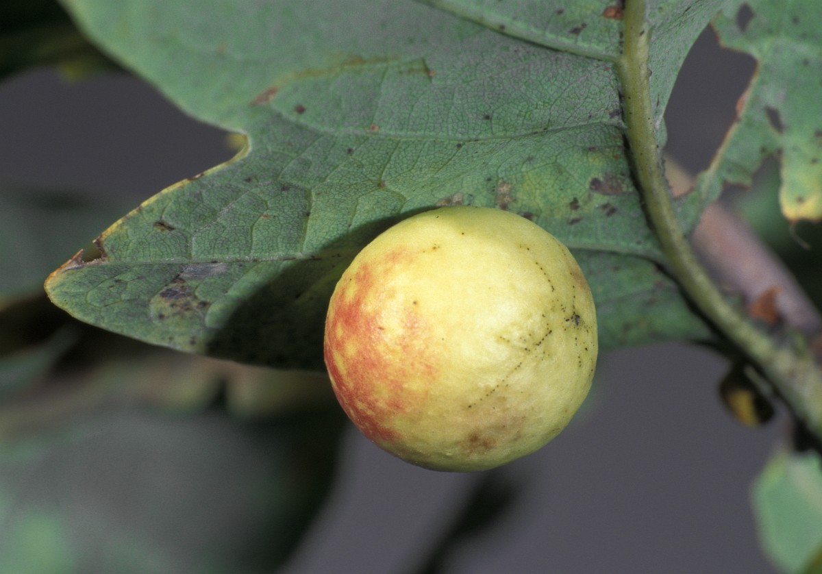 Cynips quercusfolii, Cherry Gall Wasp