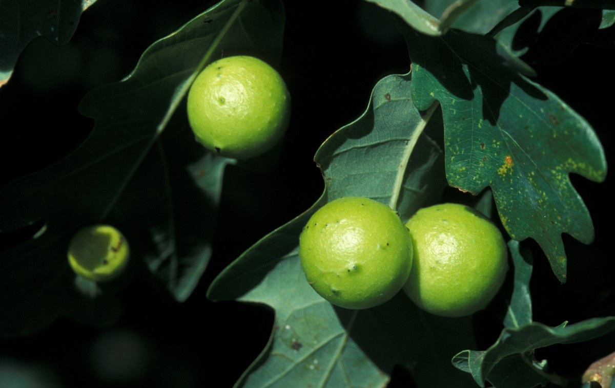 Cynips quercusfolii, Cherry Gall Wasp