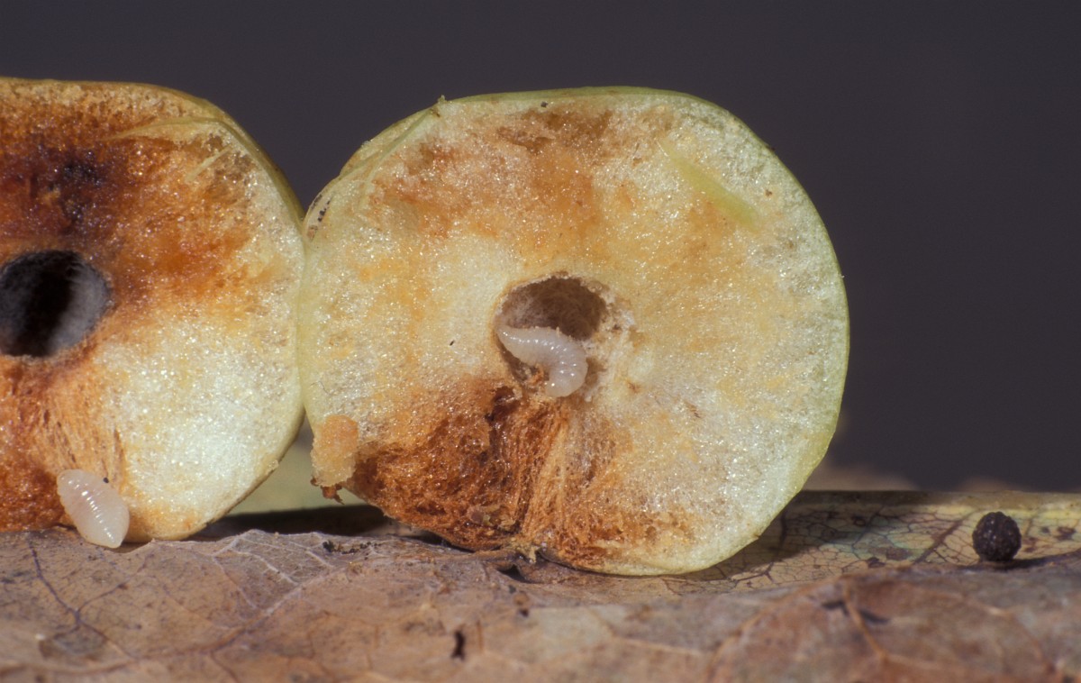 Cynips quercusfolii, Cherry Gall Wasp