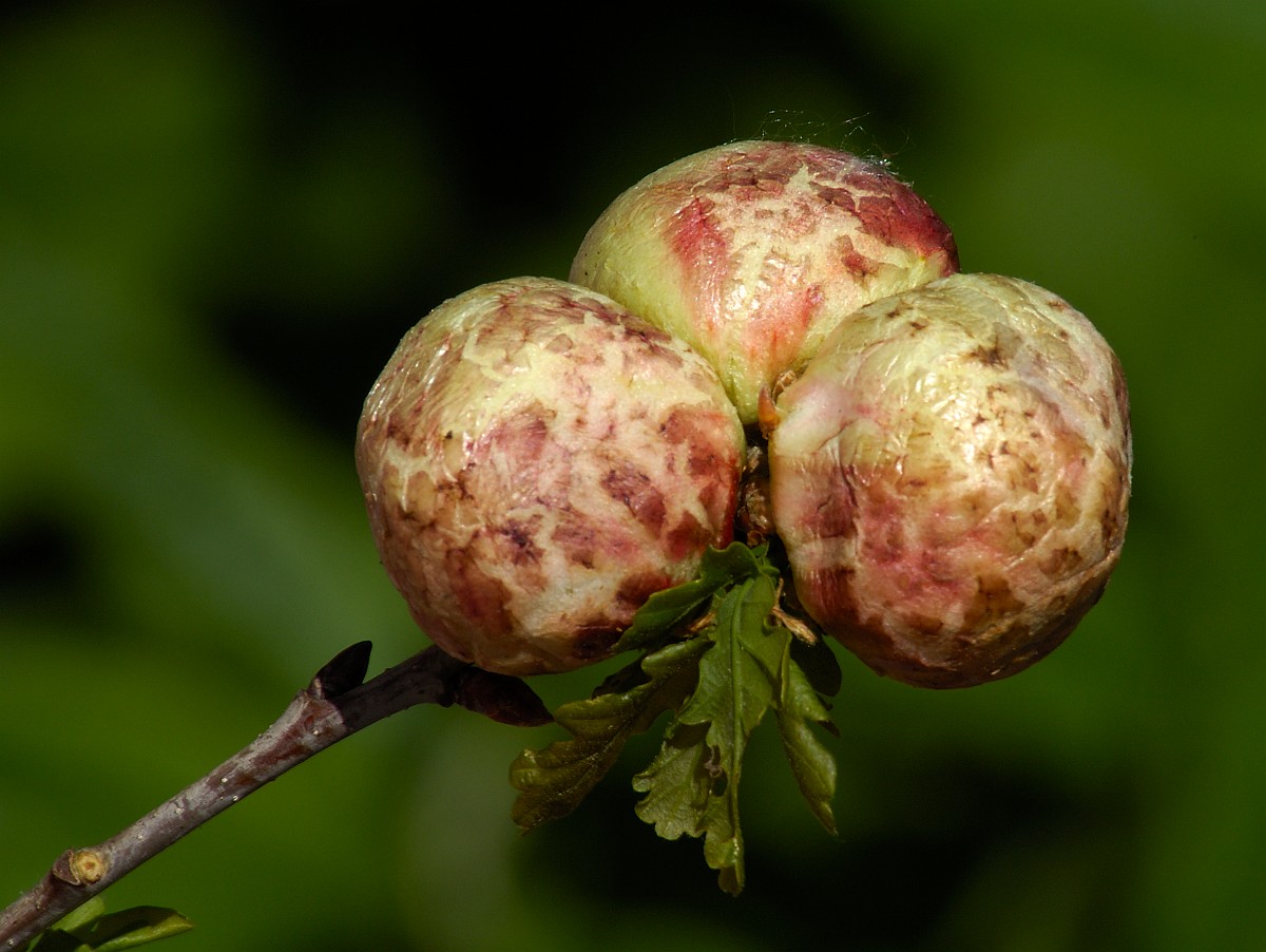 Cynips quercusfolii, Cherry Gall Wasp