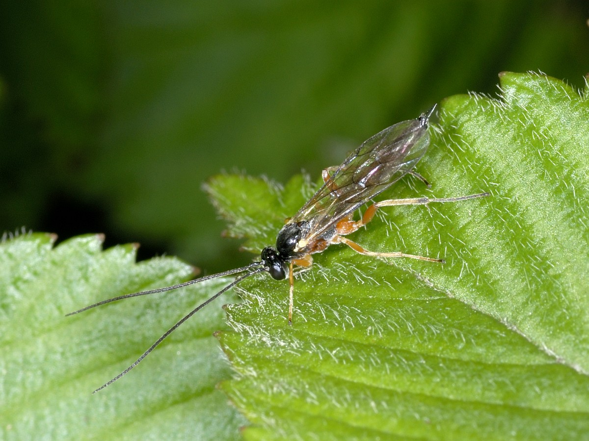 Ichneumonidae
