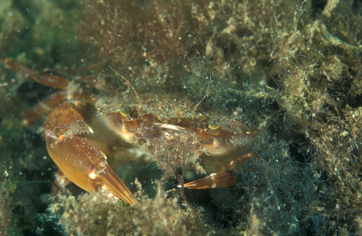 Liocarcinus holsatus, Flying Crab